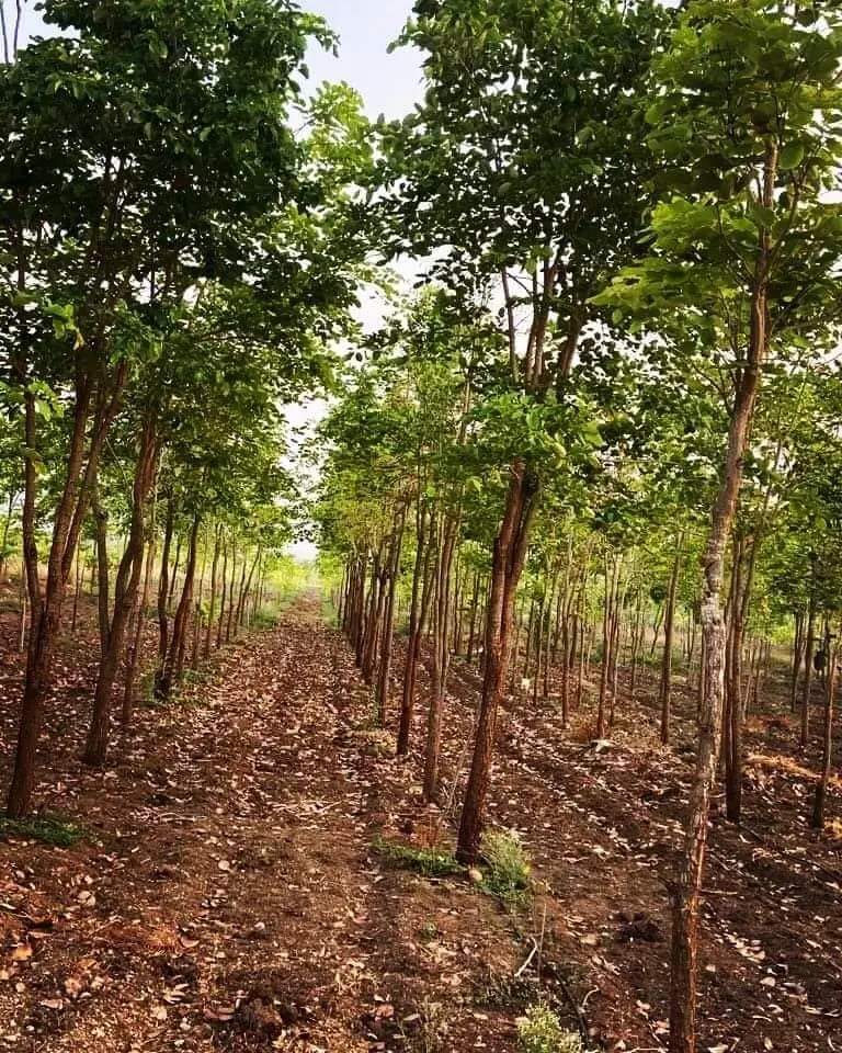 Project Details (English) – Red Sandal Farm Lands